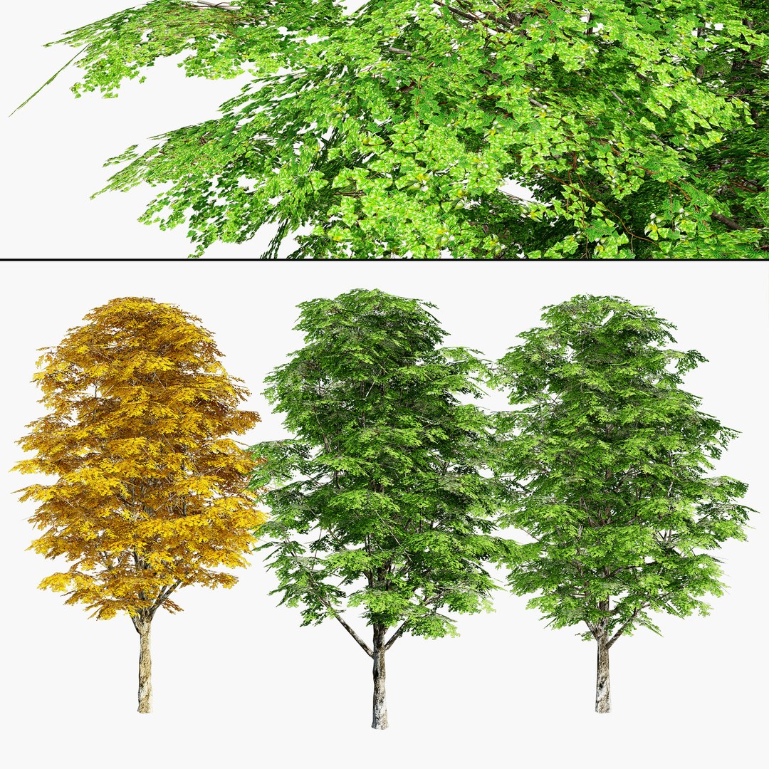 Optimized Grijze Populier Trees With Free Tutorial 3D - TurboSquid 2185344