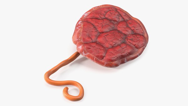 modelo 3d Modelo anatómico de placenta humana con cordón umbilical ...