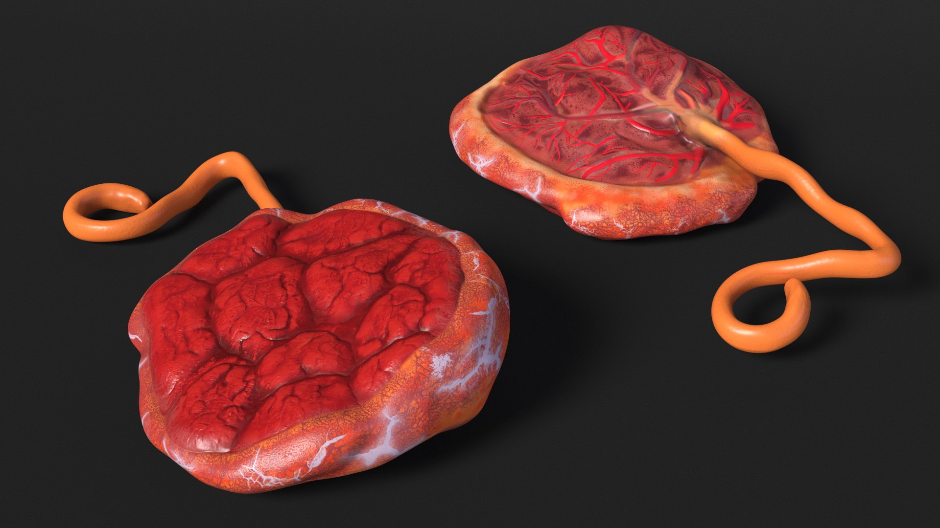 Human Placenta Anatomy Model With Umbilical Cord Model - TurboSquid 2409951