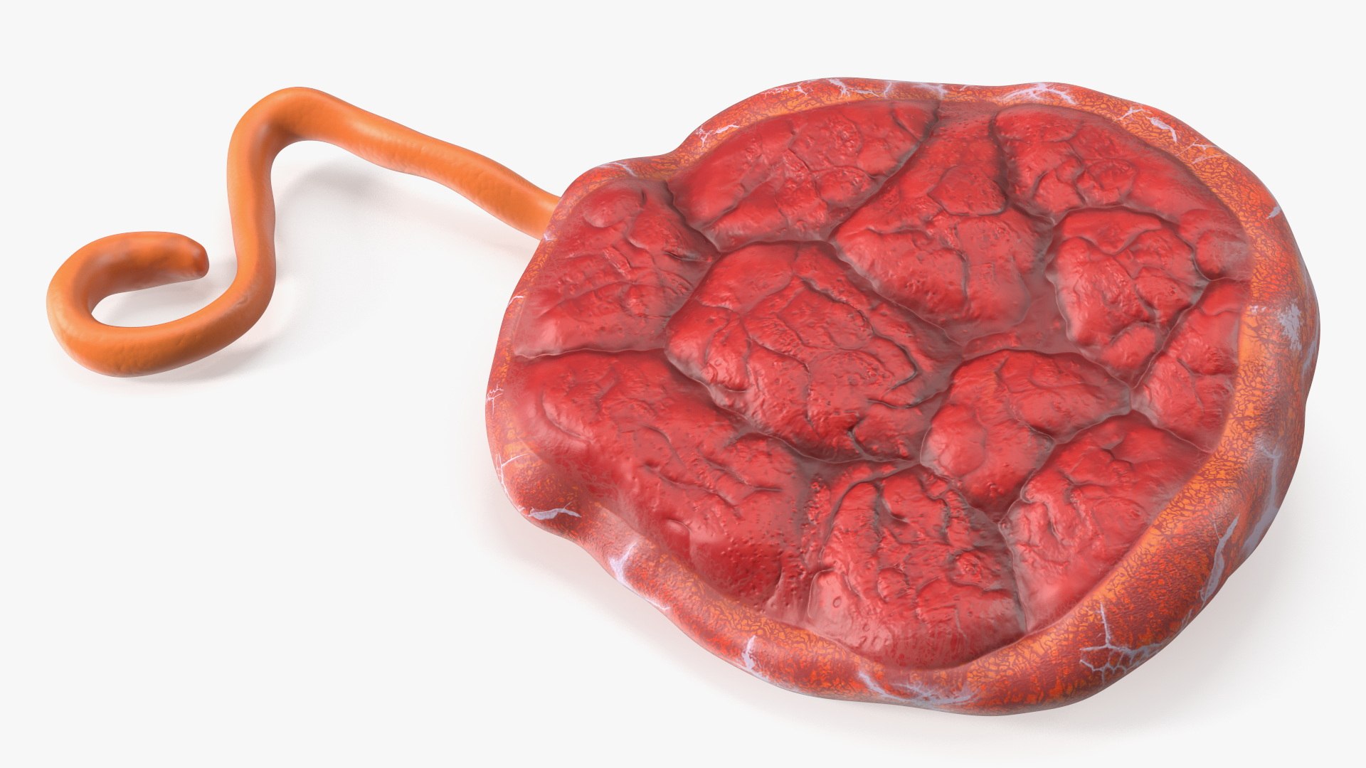 Human Placenta Anatomy Model With Umbilical Cord Model - TurboSquid 2409951