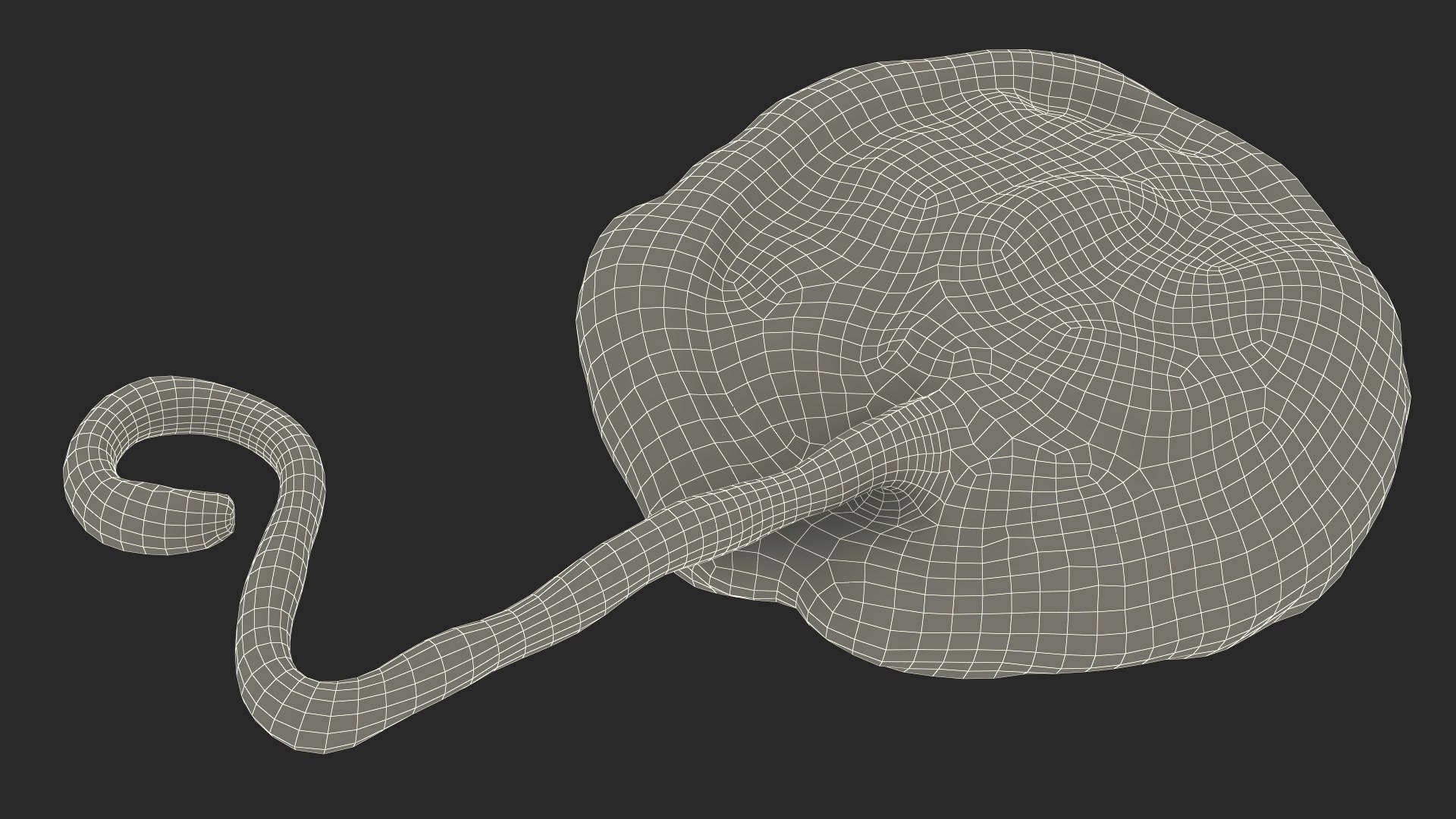 Human Placenta Anatomy Model With Umbilical Cord Model - TurboSquid 2409951