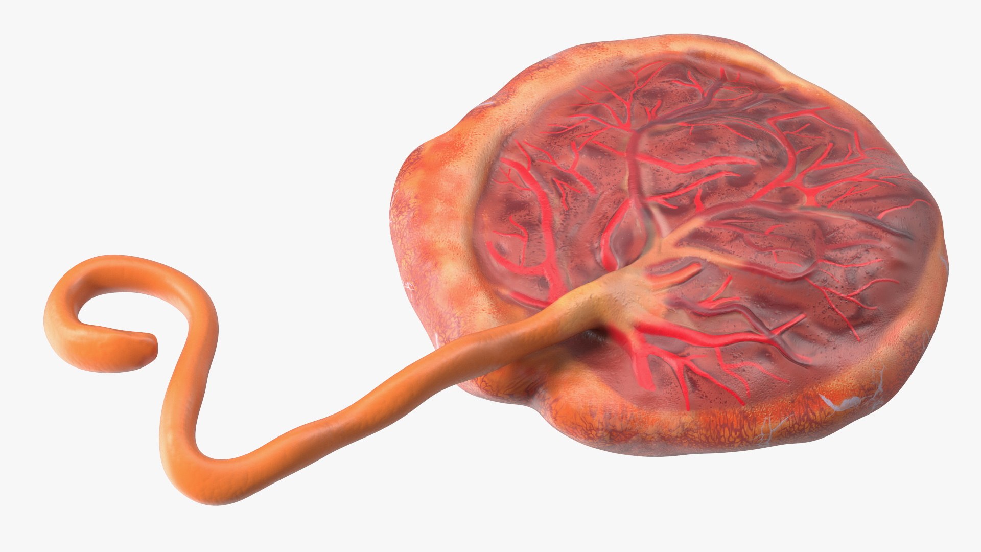 Human Placenta Anatomy Model With Umbilical Cord Model - TurboSquid 2409951
