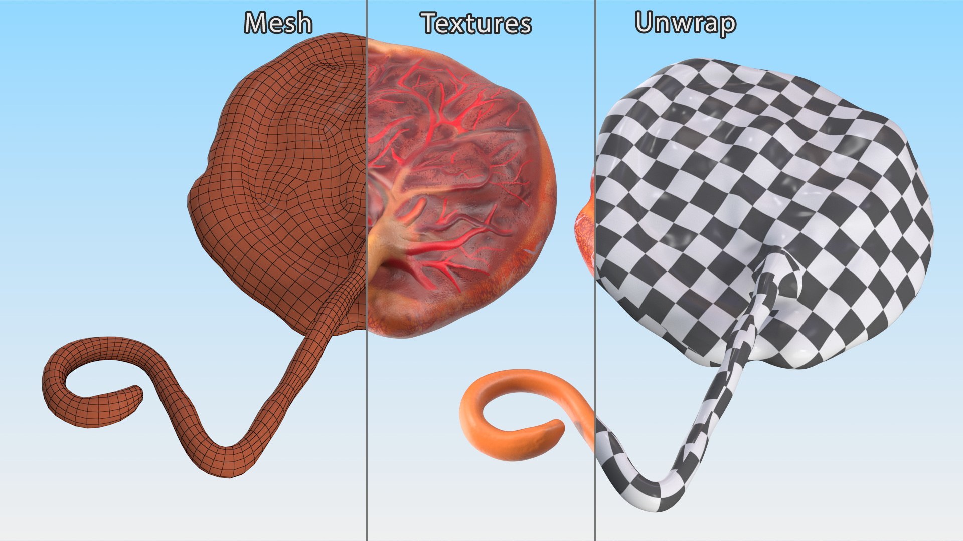 Human Placenta Anatomy Model With Umbilical Cord Model - TurboSquid 2409951