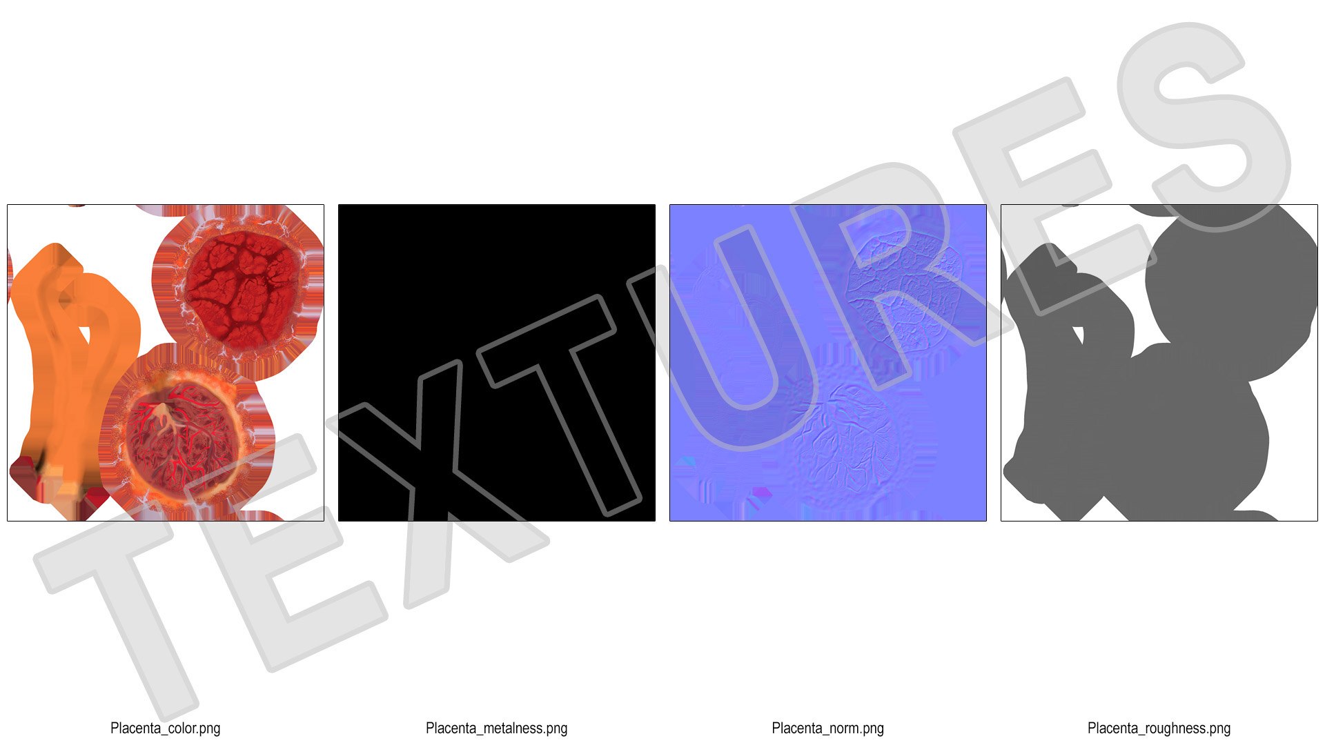 Human Placenta Anatomy Model With Umbilical Cord Model - TurboSquid 2409951