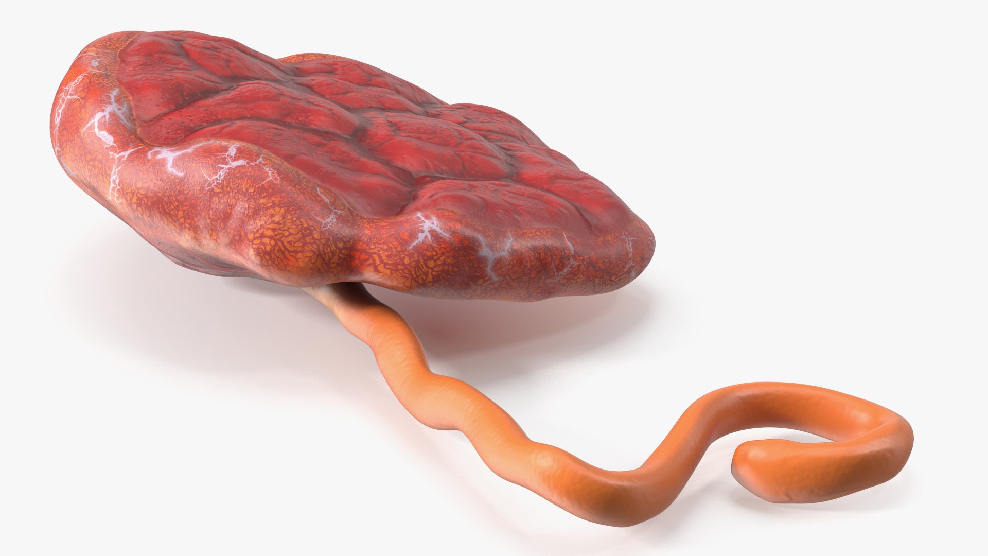Human Placenta Anatomy Model With Umbilical Cord Model - TurboSquid 2409951