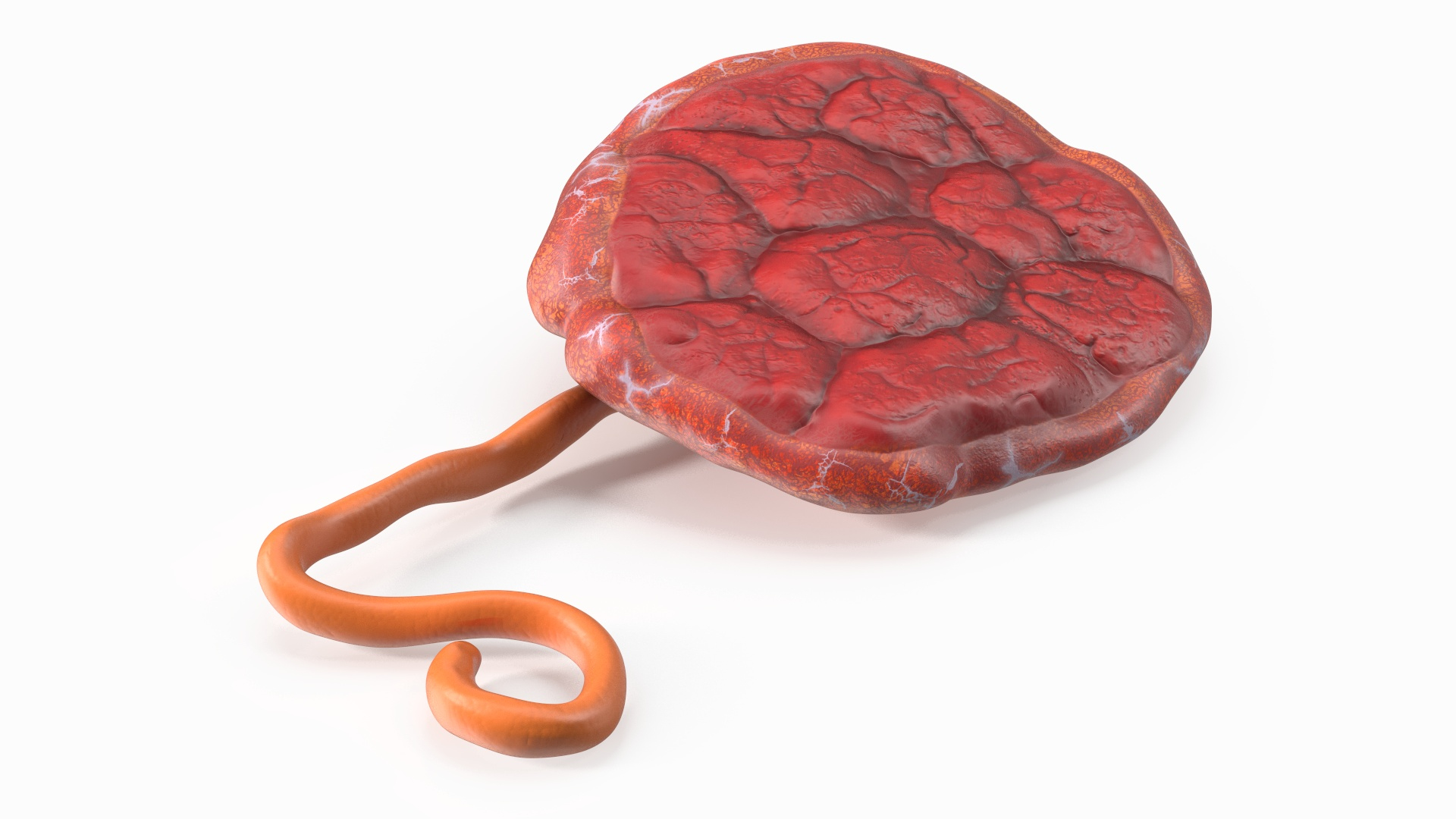 Human Placenta Anatomy Model With Umbilical Cord Model - TurboSquid 2409951