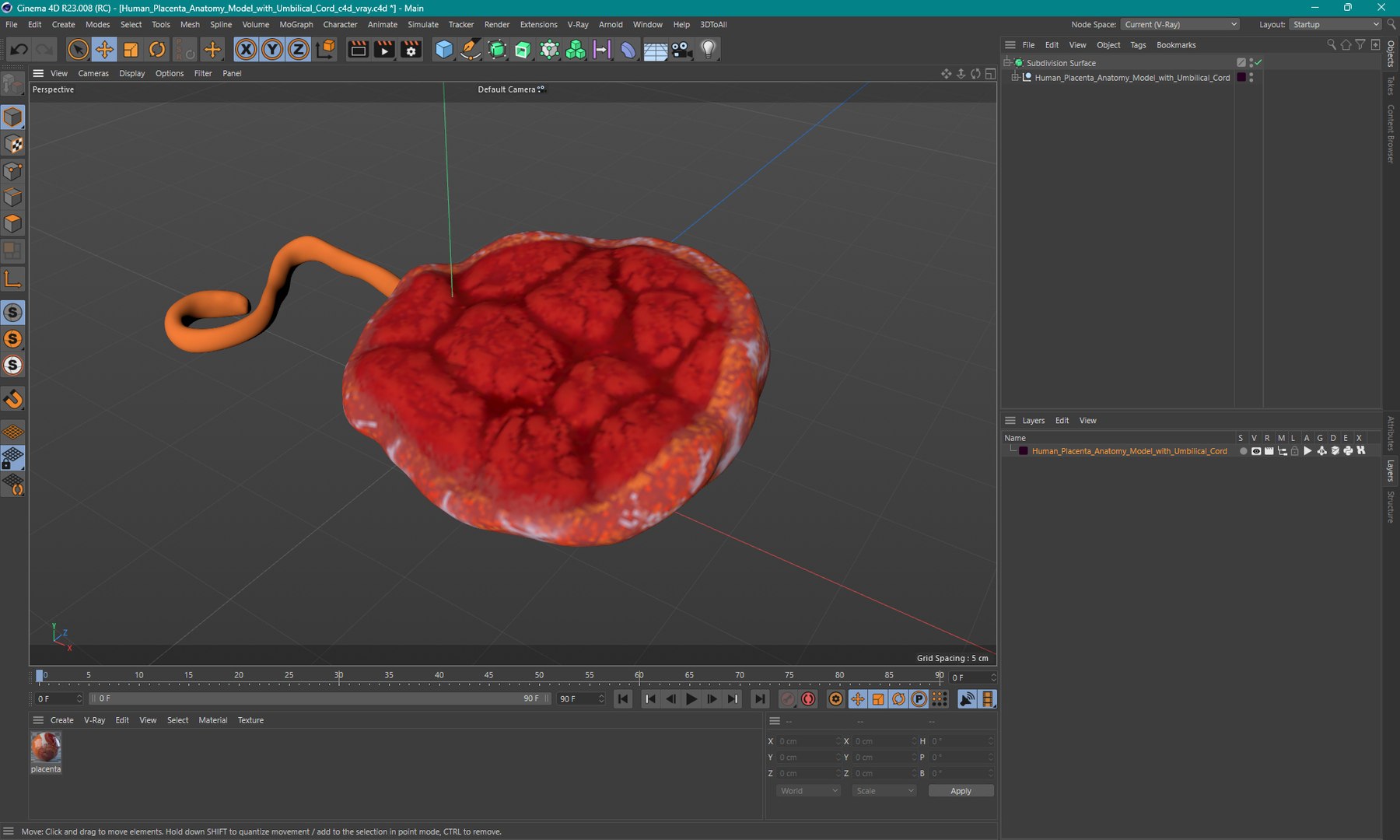 Human Placenta Anatomy Model With Umbilical Cord Model - TurboSquid 2409951