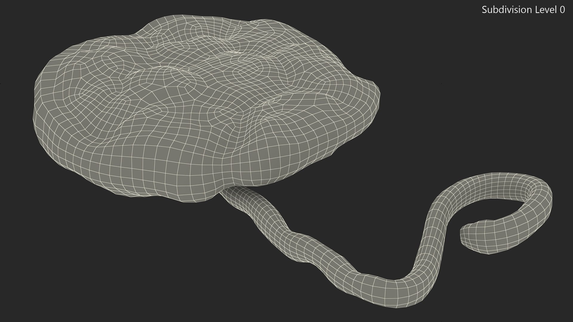 Human Placenta Anatomy Model With Umbilical Cord Model - TurboSquid 2409951