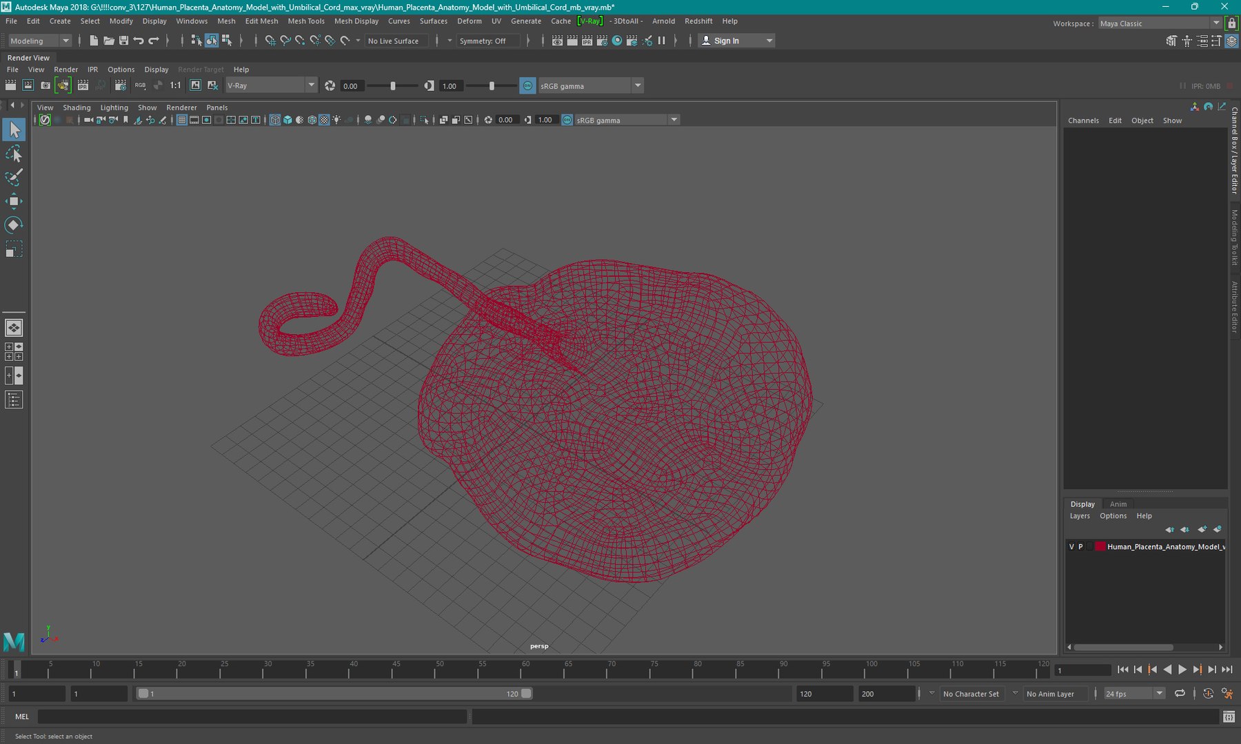Human Placenta Anatomy Model With Umbilical Cord Model - TurboSquid 2409951