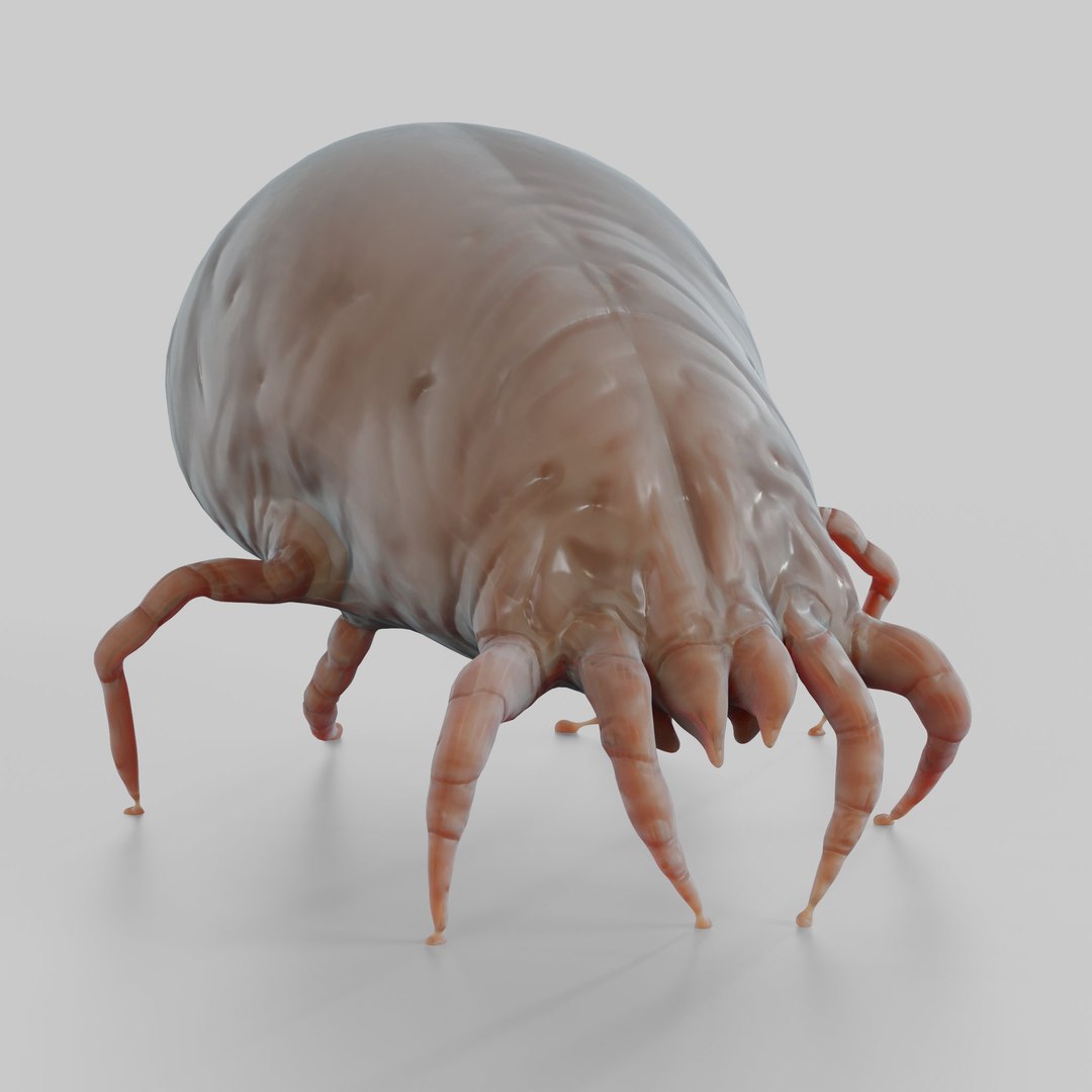 3d Model Dust Mite
