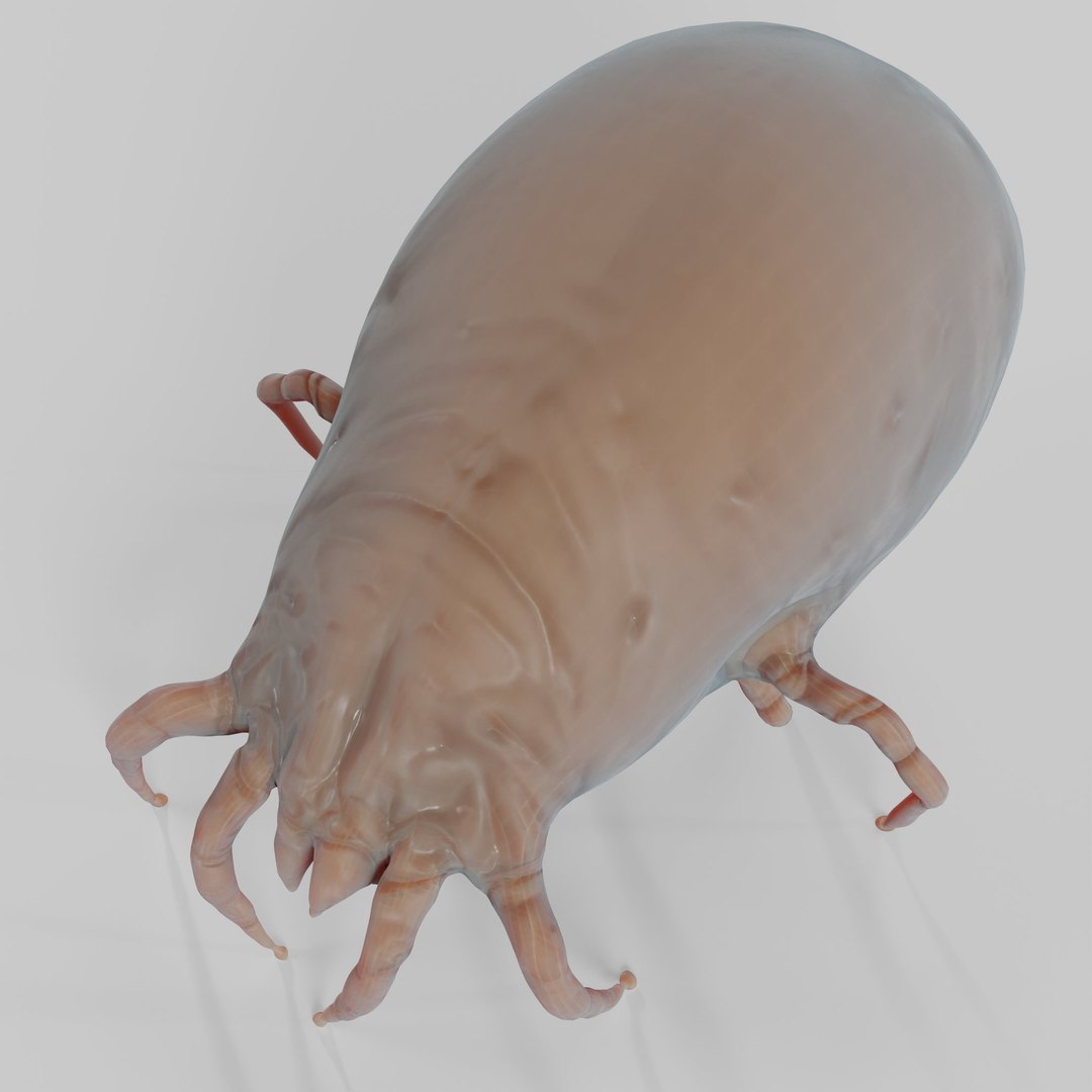 3d Model Dust Mite
