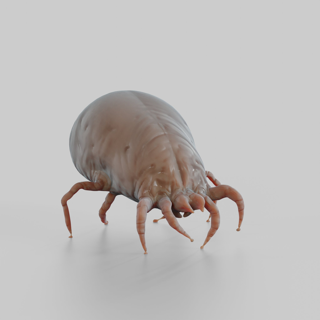 3d Model Dust Mite
