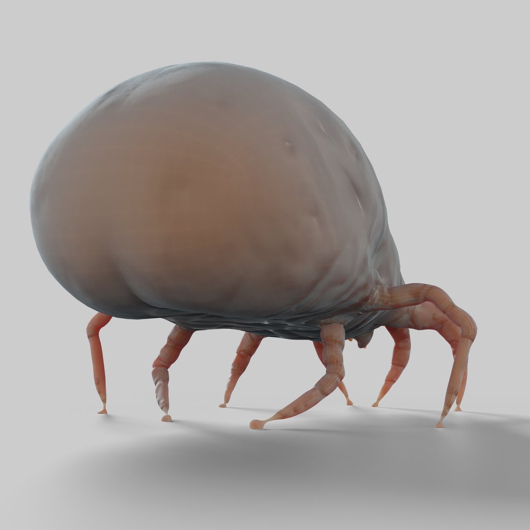 3d Model Dust Mite