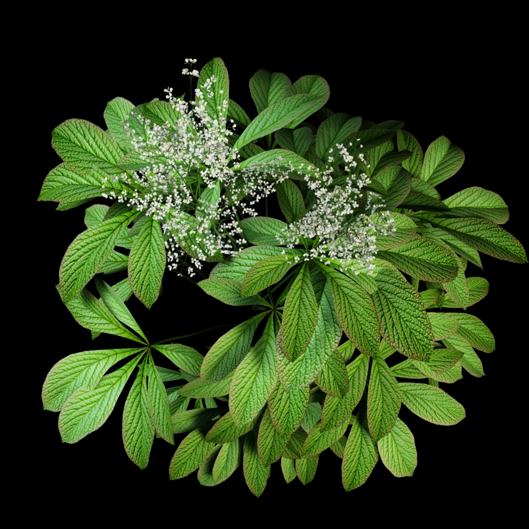 rodgersia aesculifolia flower model