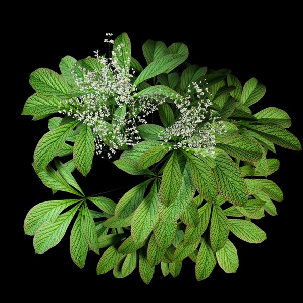 rodgersia aesculifolia flower model