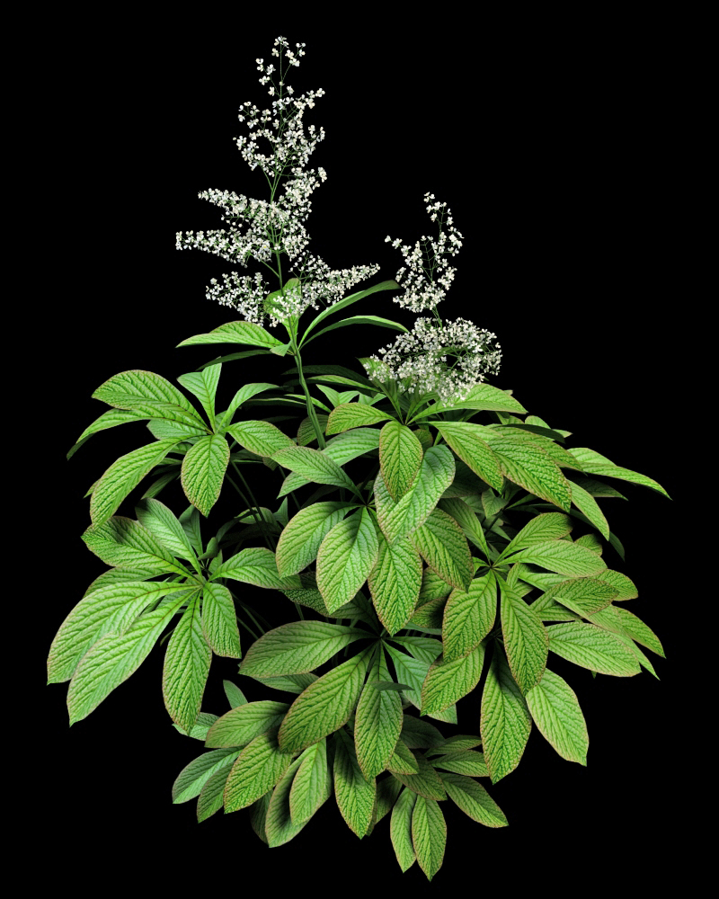 rodgersia aesculifolia flower model