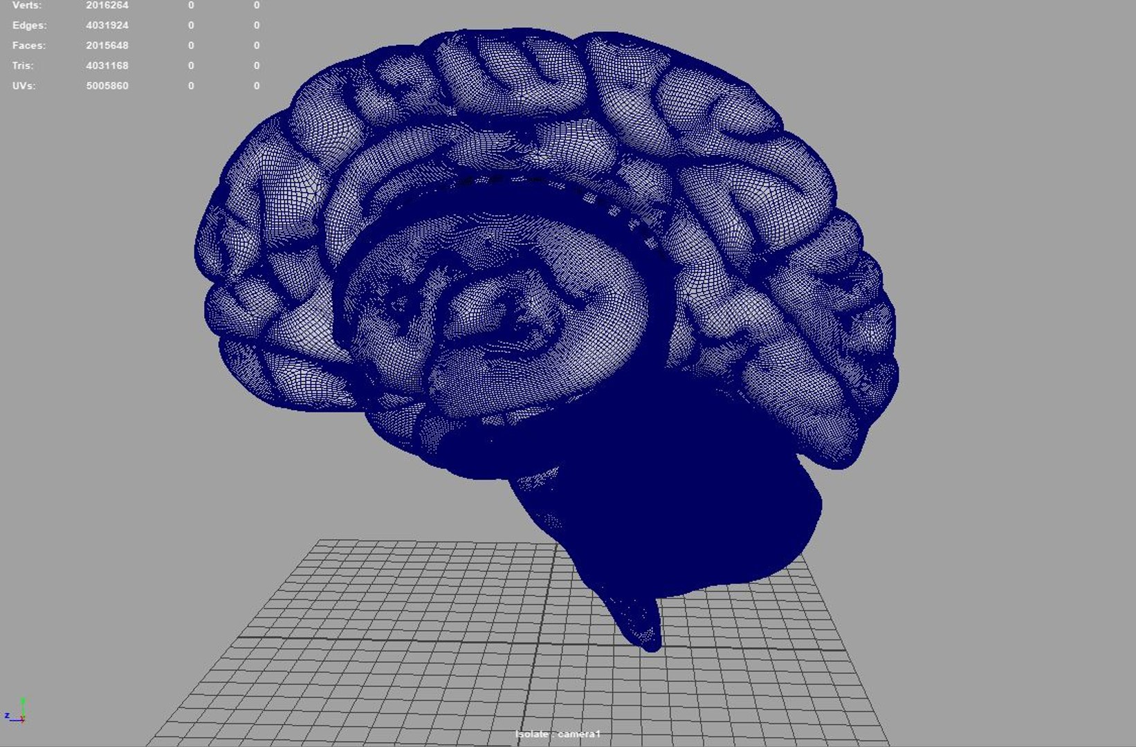 3D Model Brain - TurboSquid 1465424