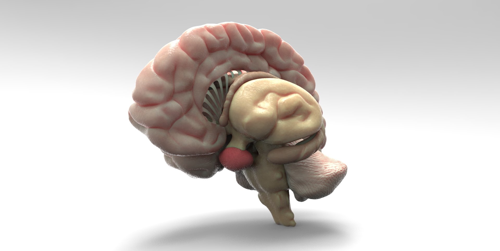 3D Model Brain - TurboSquid 1465424