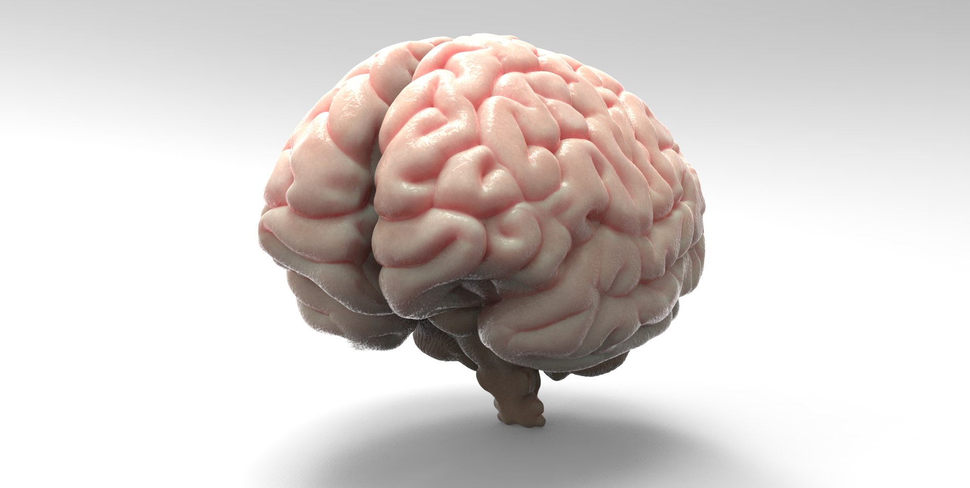 3D Model Brain - TurboSquid 1465424