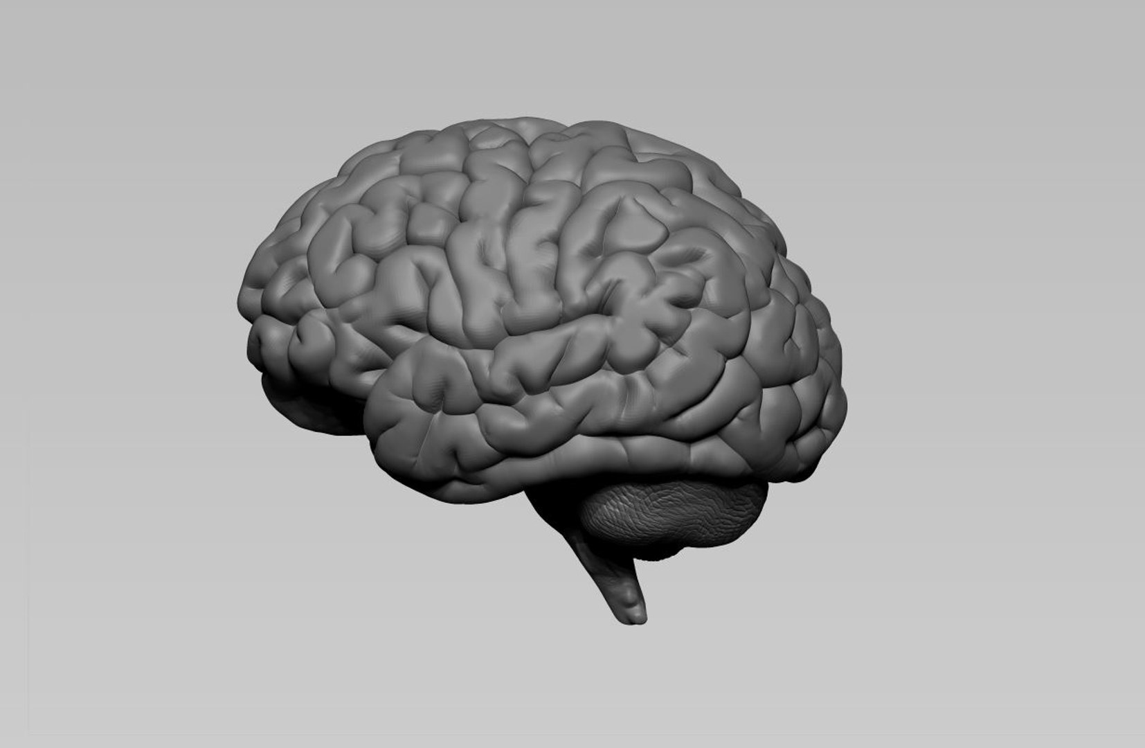 3D Model Brain - TurboSquid 1465424