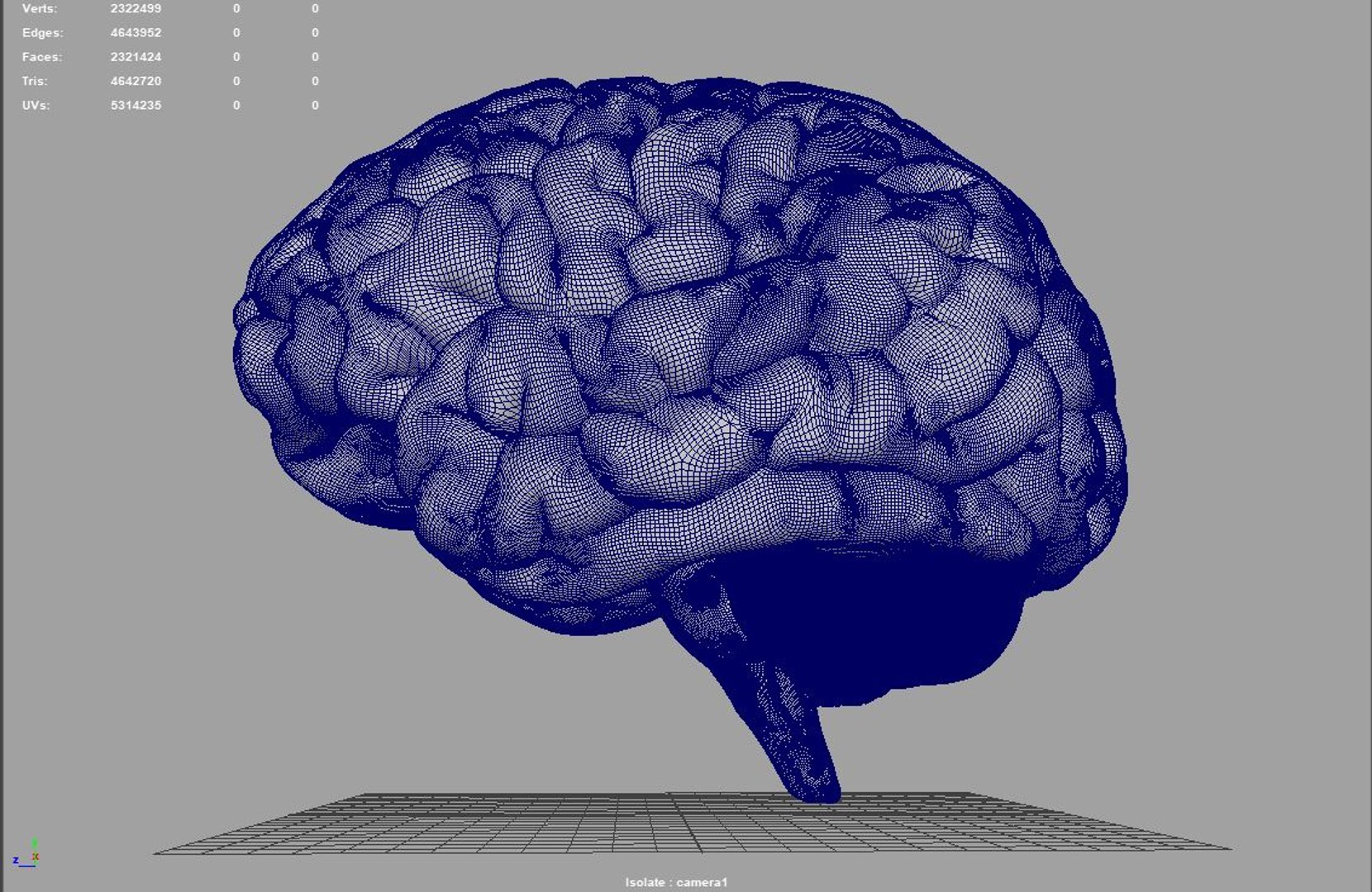 3D Model Brain - TurboSquid 1465424