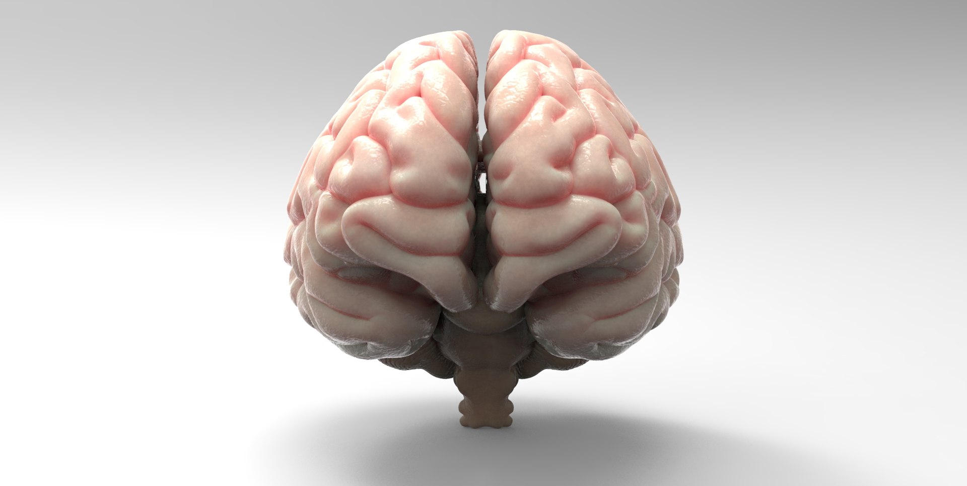 3D Model Brain - TurboSquid 1465424