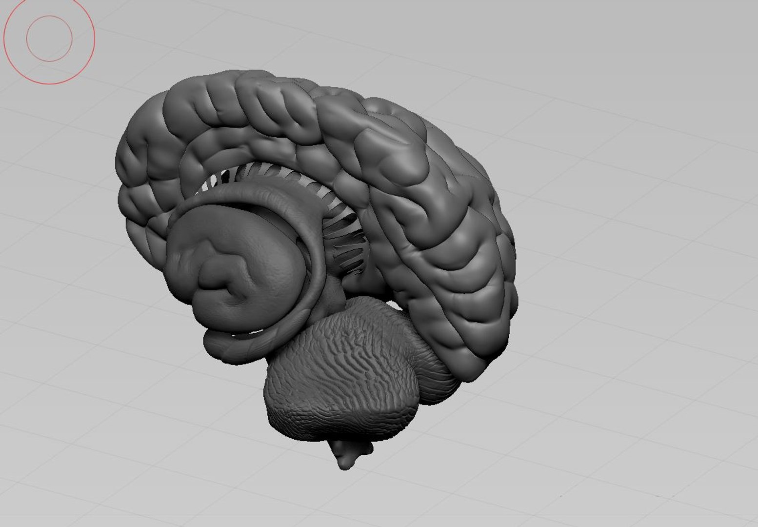 3D Model Brain - TurboSquid 1465424