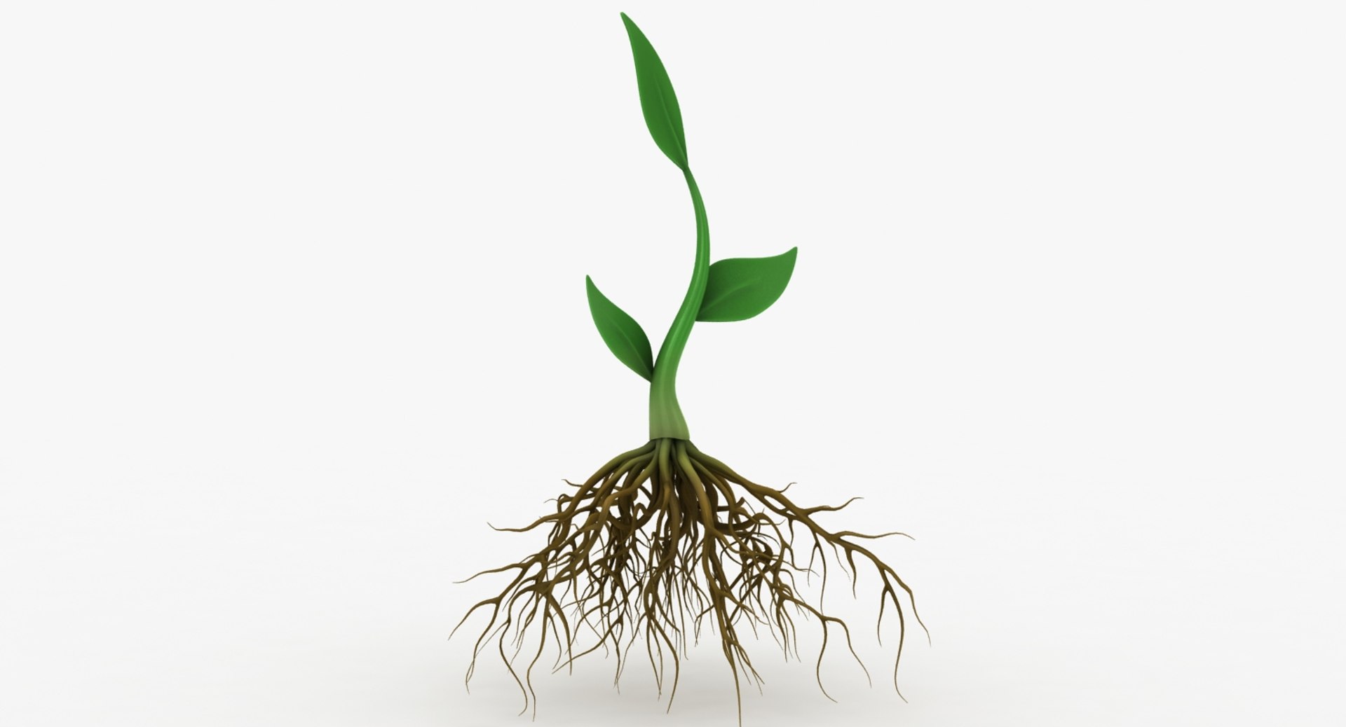 Plant roots model - TurboSquid 1361626