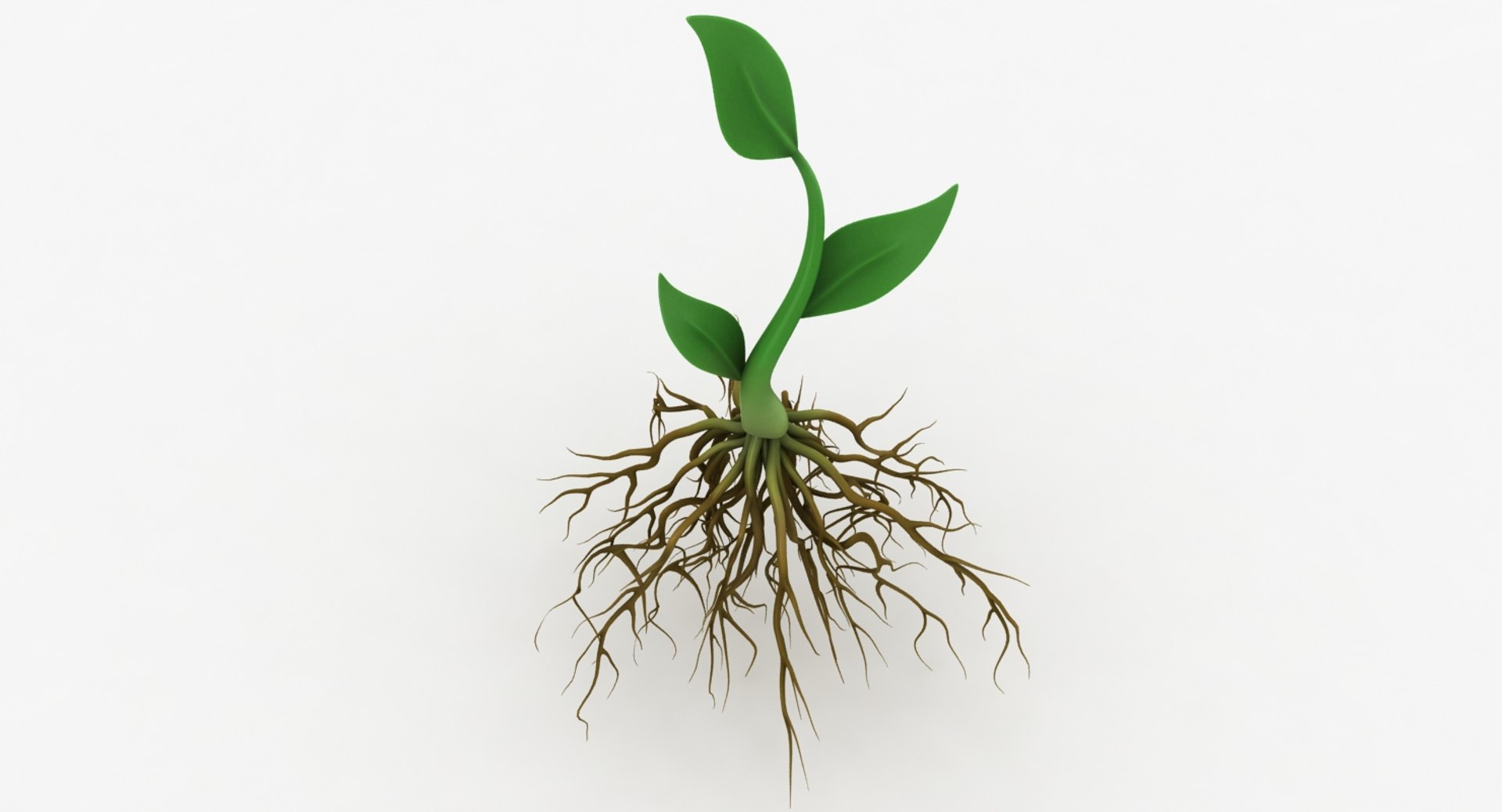 Plant Roots Model - TurboSquid 1361626