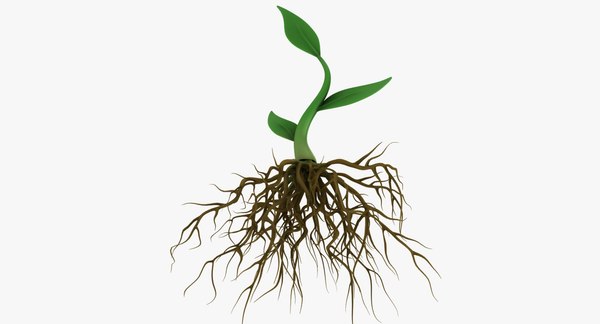 Plant roots model - TurboSquid 1361626