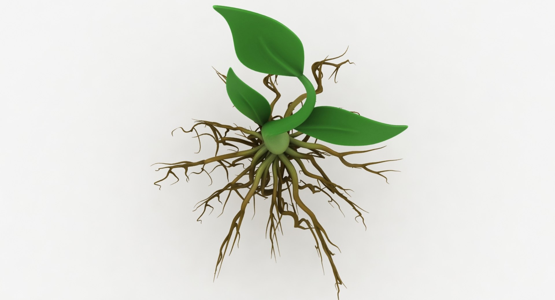 Plant Roots Model - TurboSquid 1361626