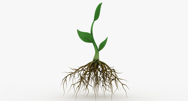 Plant roots model - TurboSquid 1361626
