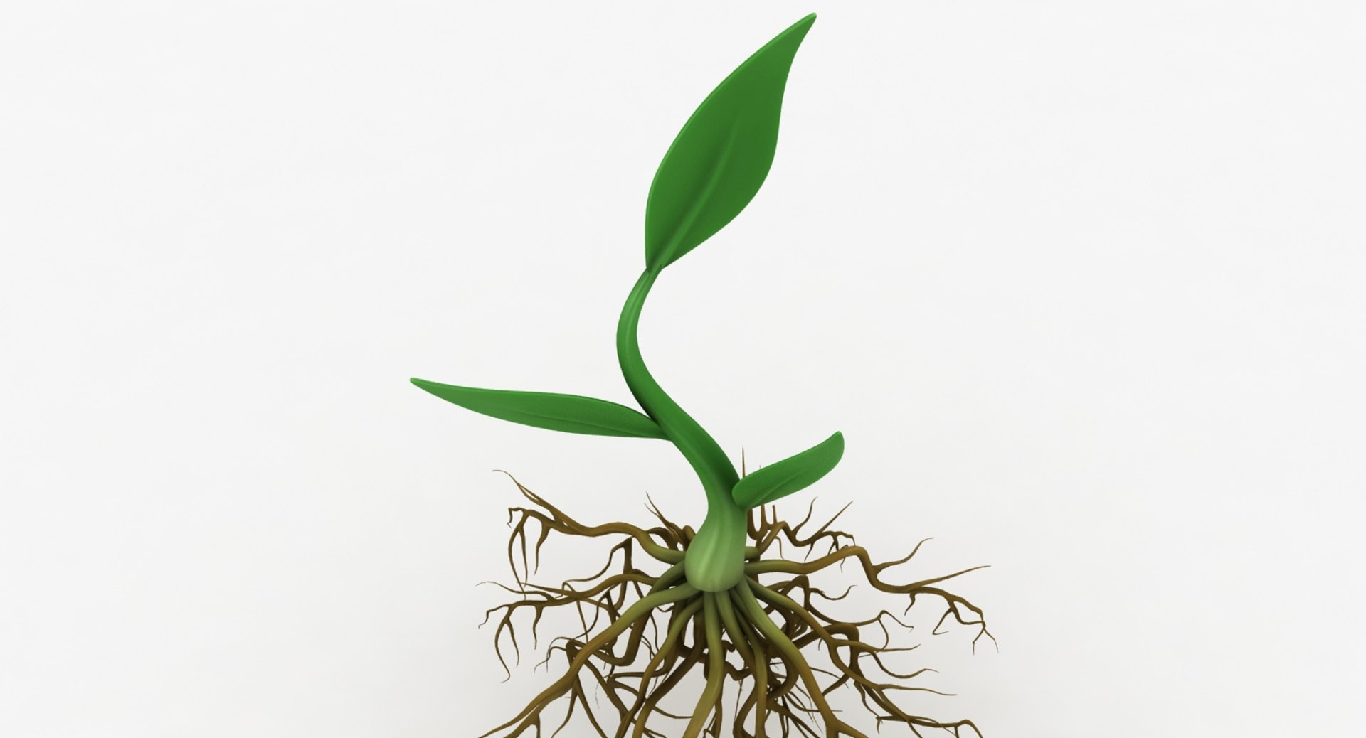 Plant Roots Model - TurboSquid 1361626