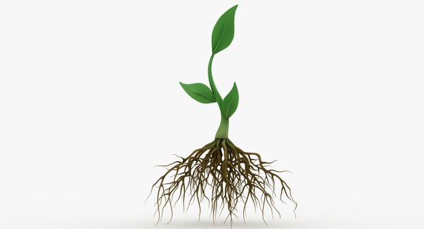 Plant roots model - TurboSquid 1361626