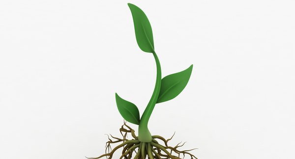 Plant roots model - TurboSquid 1361626