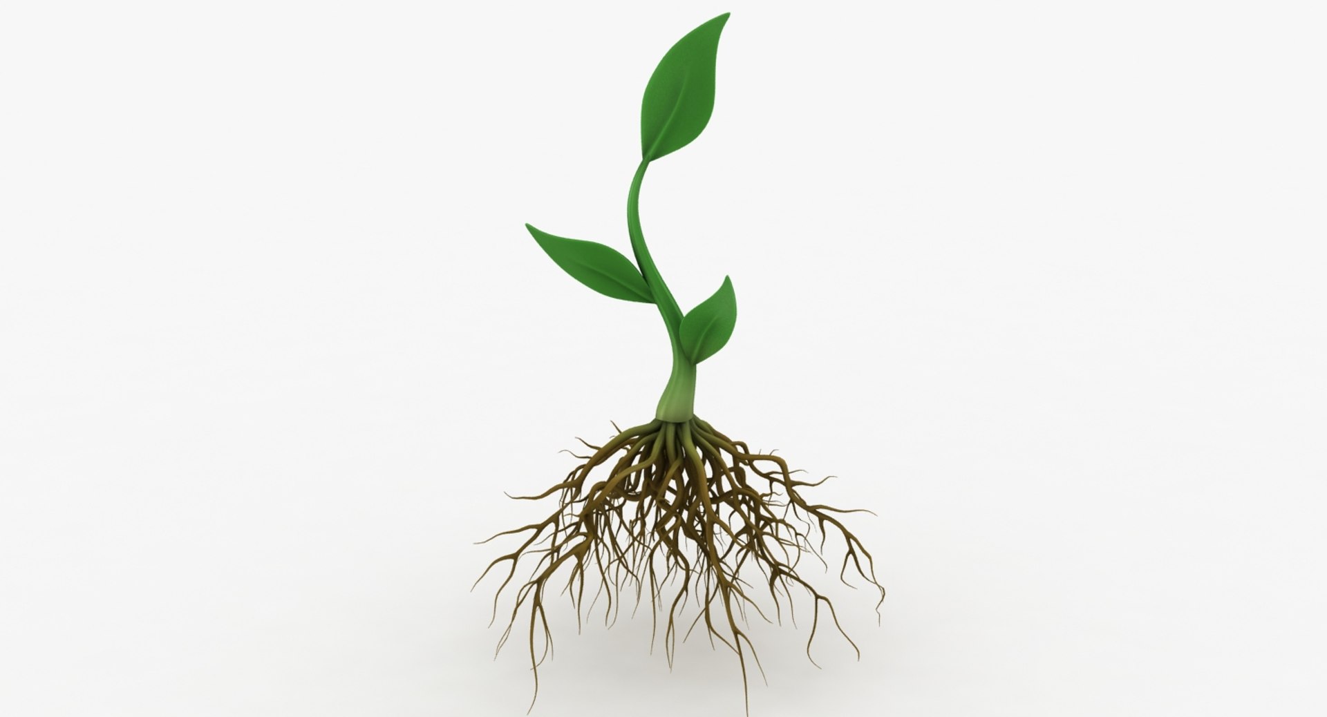 Plant Roots Model - TurboSquid 1361626