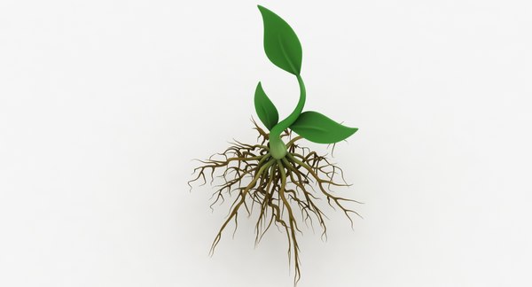 Plant roots model - TurboSquid 1361626
