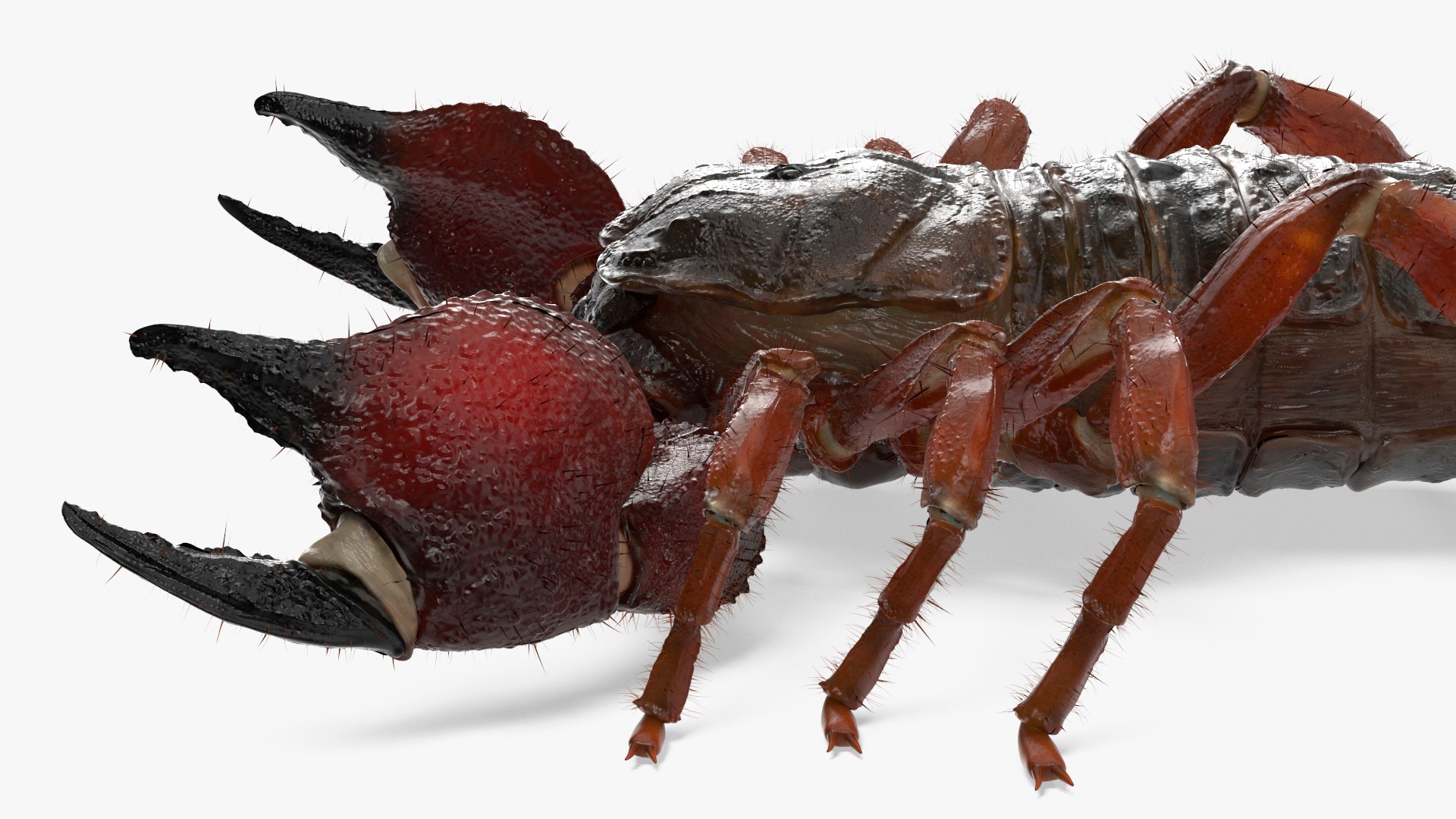 Hunting Scorpion Fur Animated Rigged 3D Model - TurboSquid 2407504