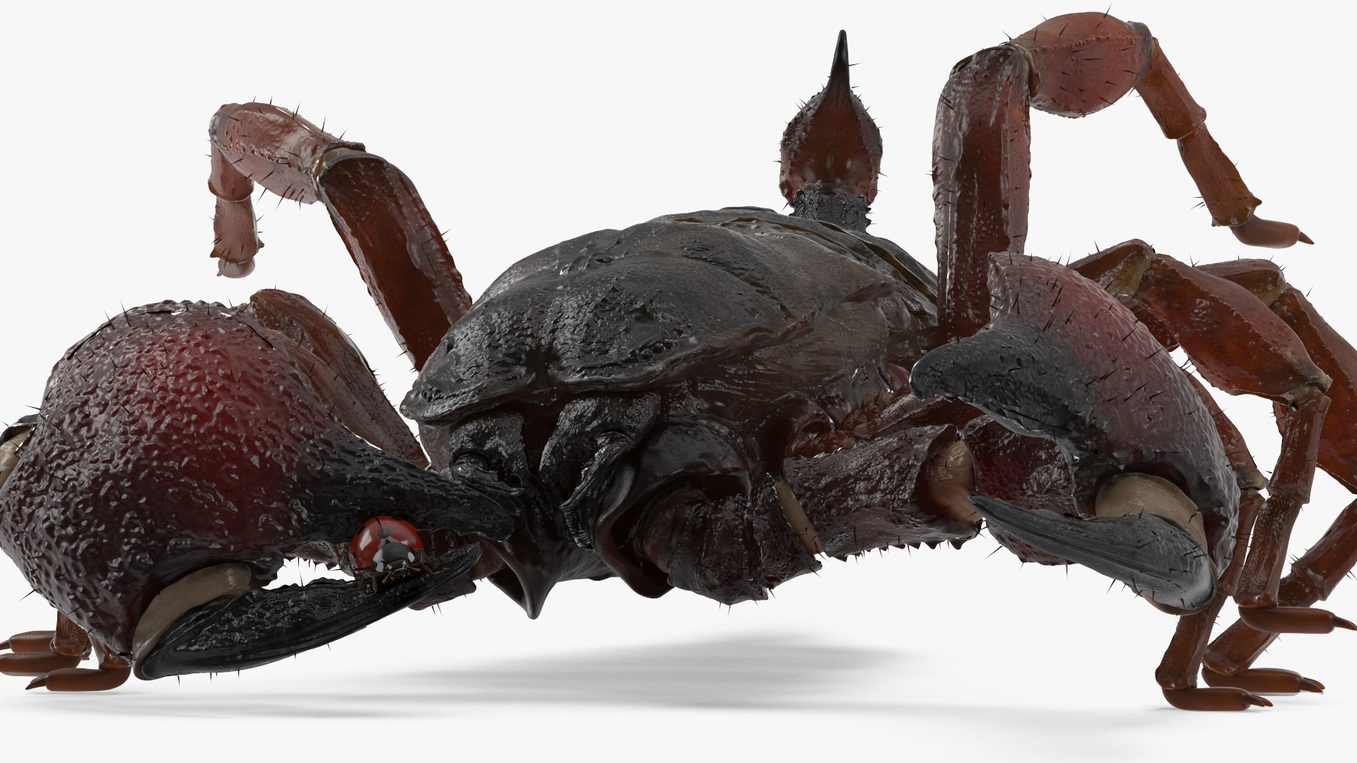 Hunting Scorpion Fur Animated Rigged 3D Model - TurboSquid 2407504
