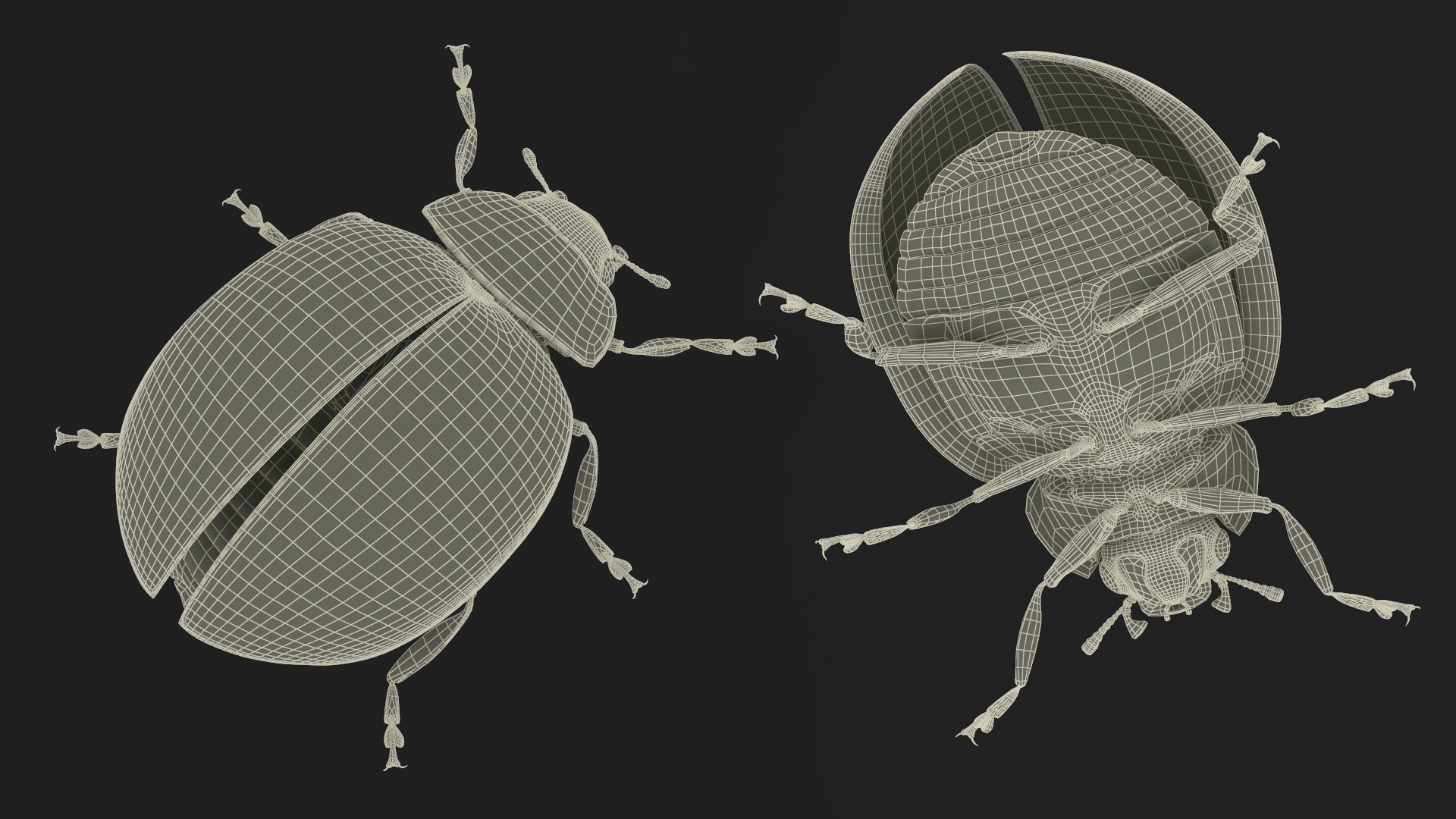 Hunting Scorpion Fur Animated Rigged 3D Model - TurboSquid 2407504