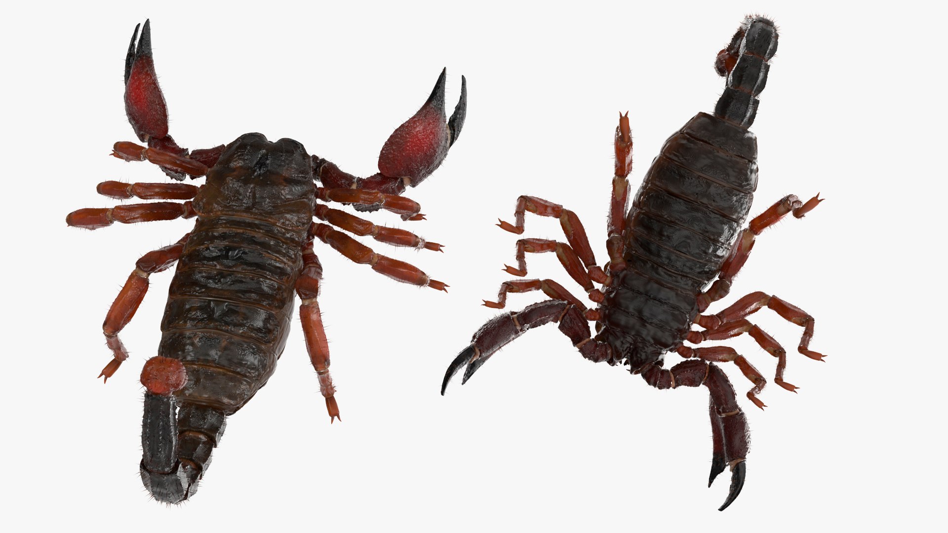 Hunting Scorpion Fur Animated Rigged 3D Model - TurboSquid 2407504