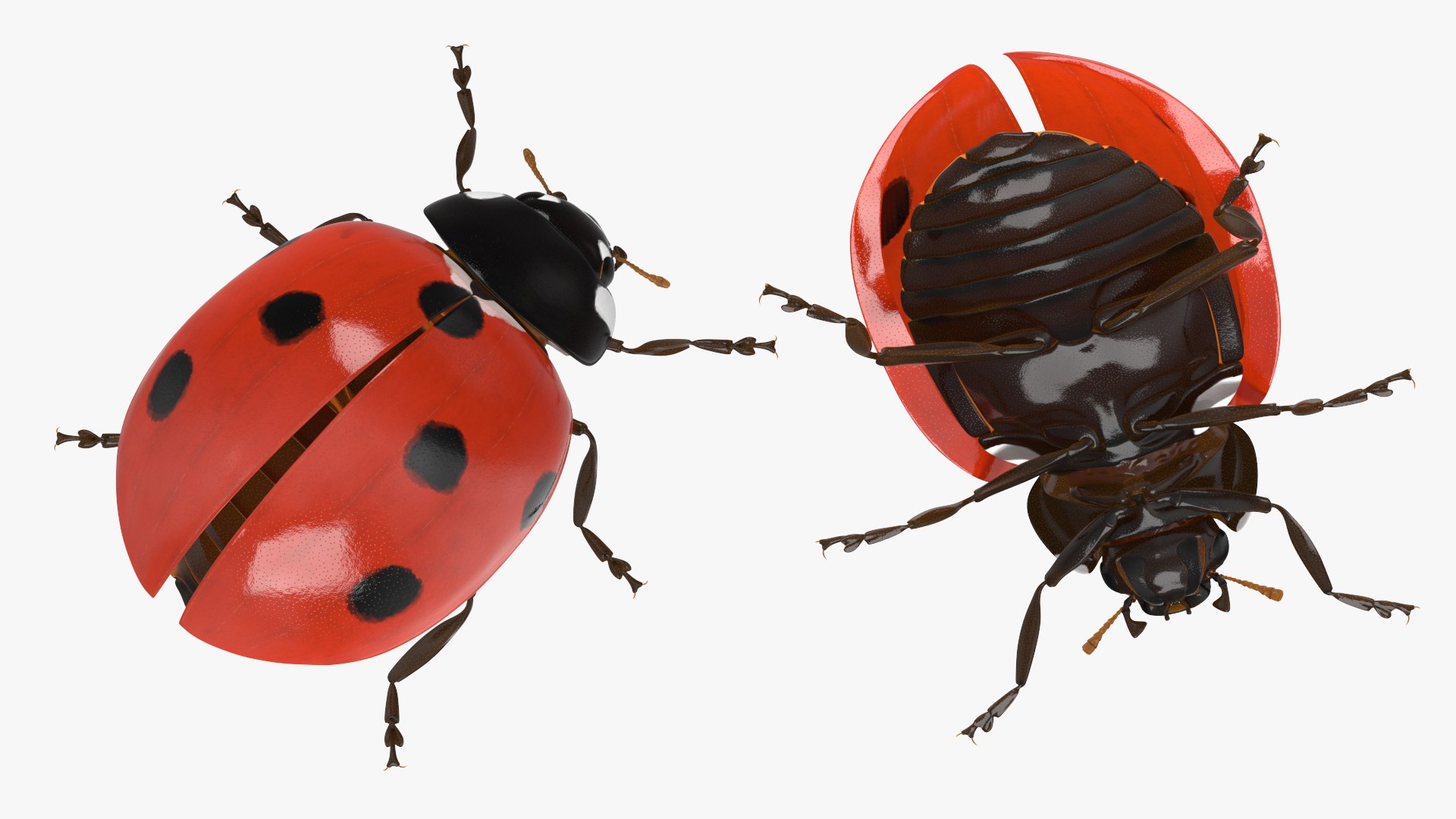 Hunting Scorpion Fur Animated Rigged 3D Model - TurboSquid 2407504