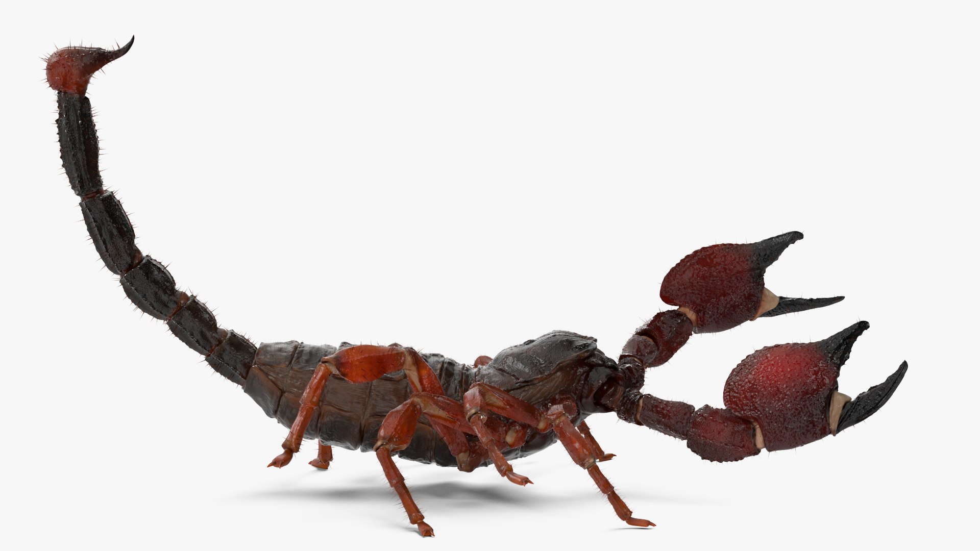 Hunting Scorpion Fur Animated Rigged 3D Model - TurboSquid 2407504