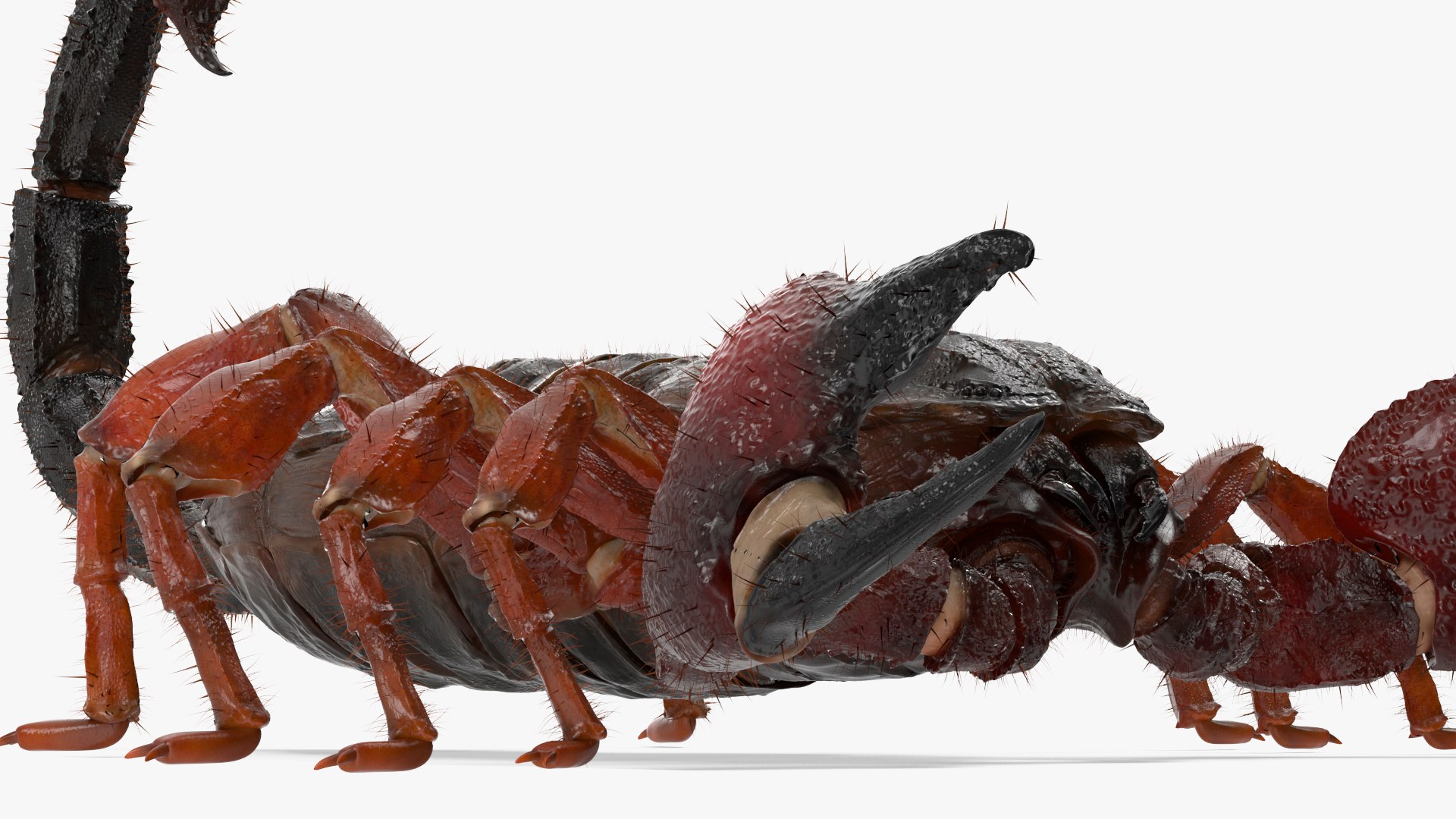 Hunting Scorpion Fur Animated Rigged 3D Model - TurboSquid 2407504