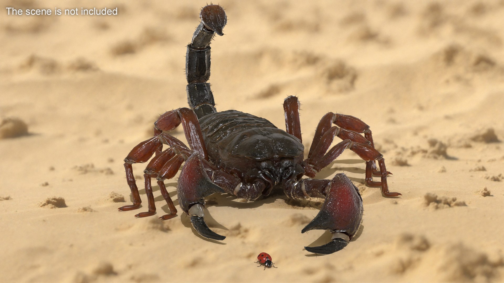 Hunting Scorpion Fur Animated Rigged 3D Model - TurboSquid 2407504