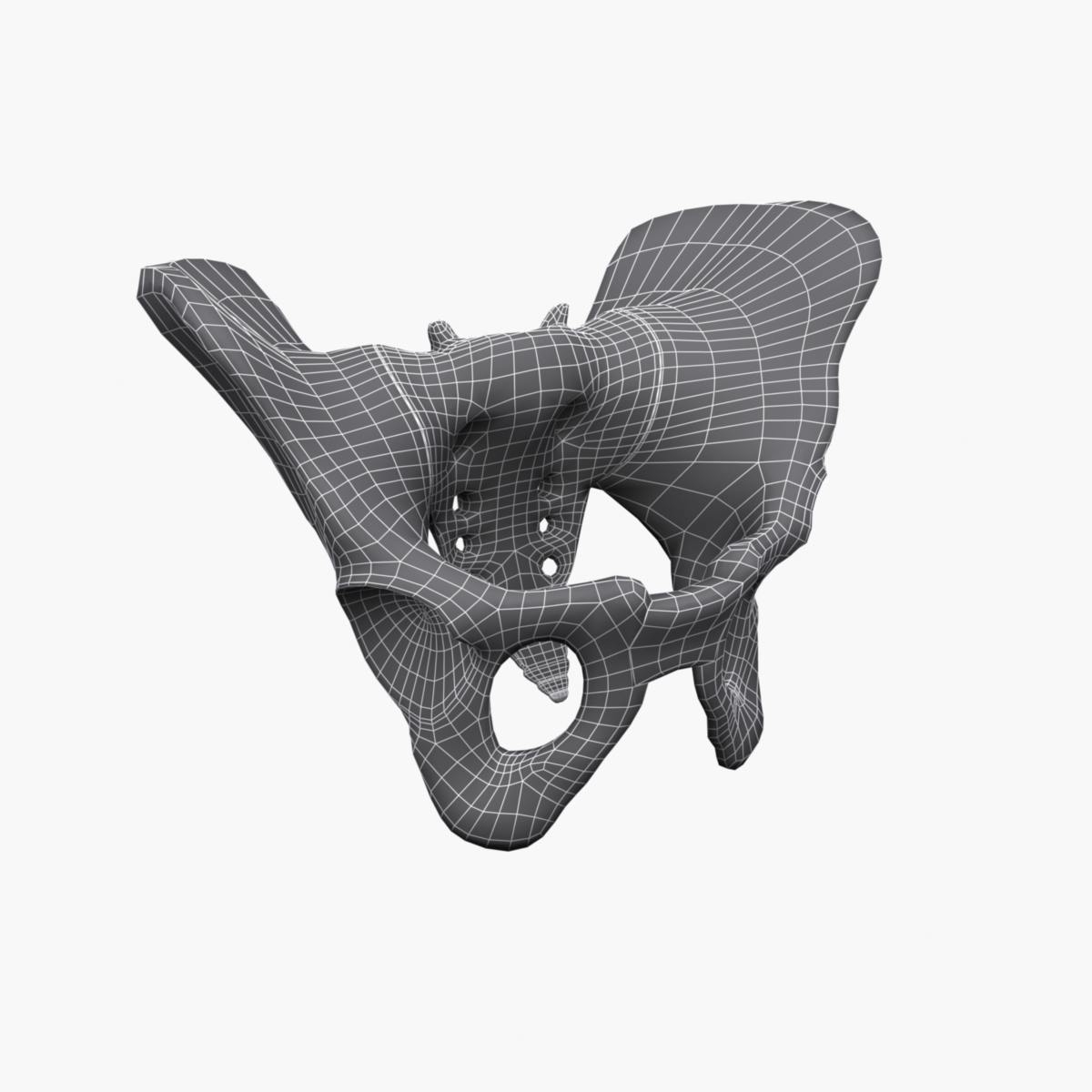 3ds max human pelvis