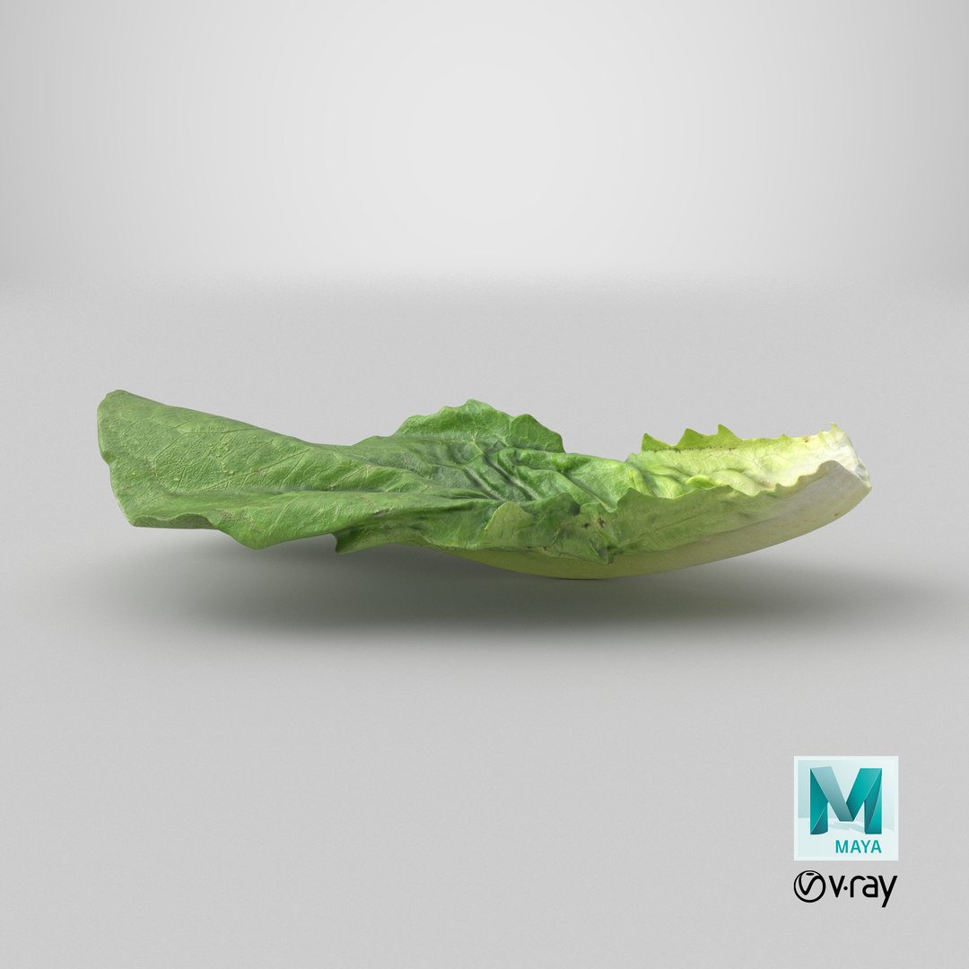 3D Romaine Lettuce Leaf 01 - TurboSquid 2389898