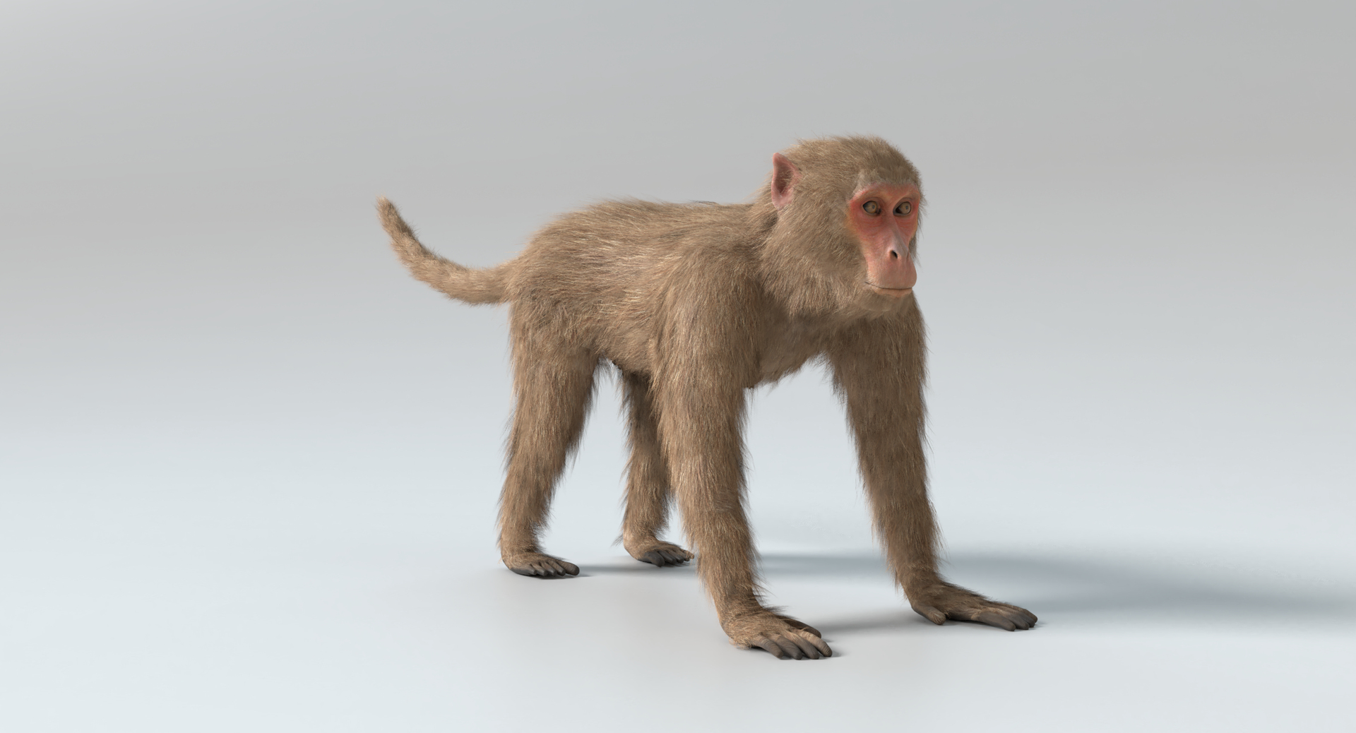3D Monkey Animations - TurboSquid 1384680