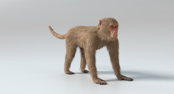 3D monkey animations - TurboSquid 1384680