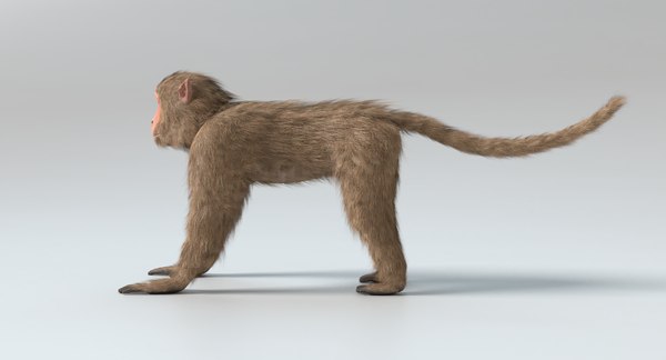 3D monkey animations - TurboSquid 1384680